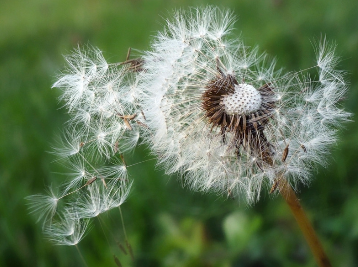 Livret thématique : Air et pollens - Atmo FRANCE | Nature En Ville